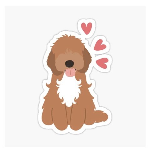 Cavoodle love – Zoomies Dog